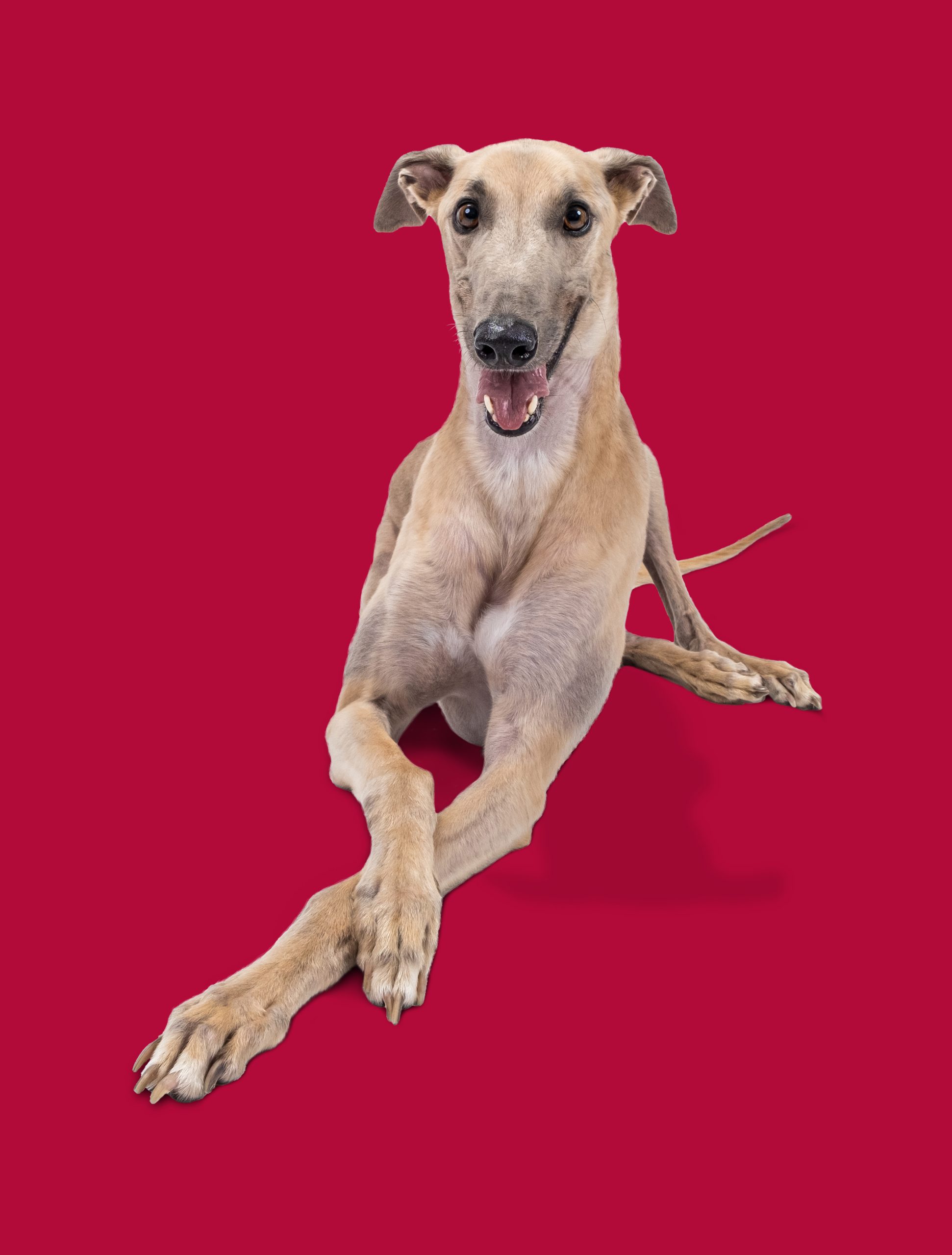 UIndy’s live mascot program returns - UIndy 360